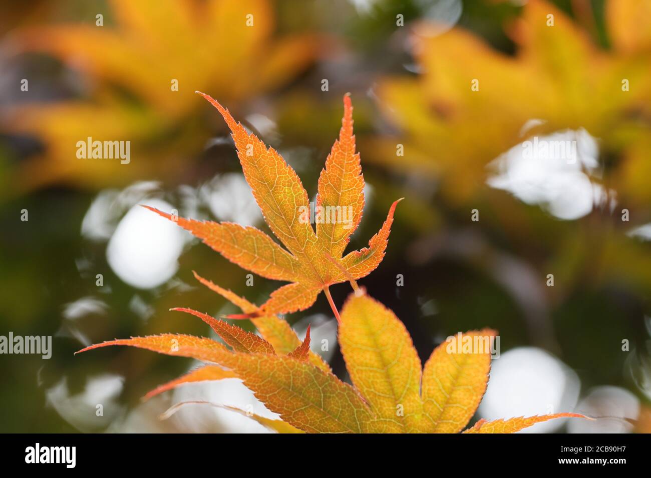 Acer palmatum summer gold yellow hi-res stock photography and images ...