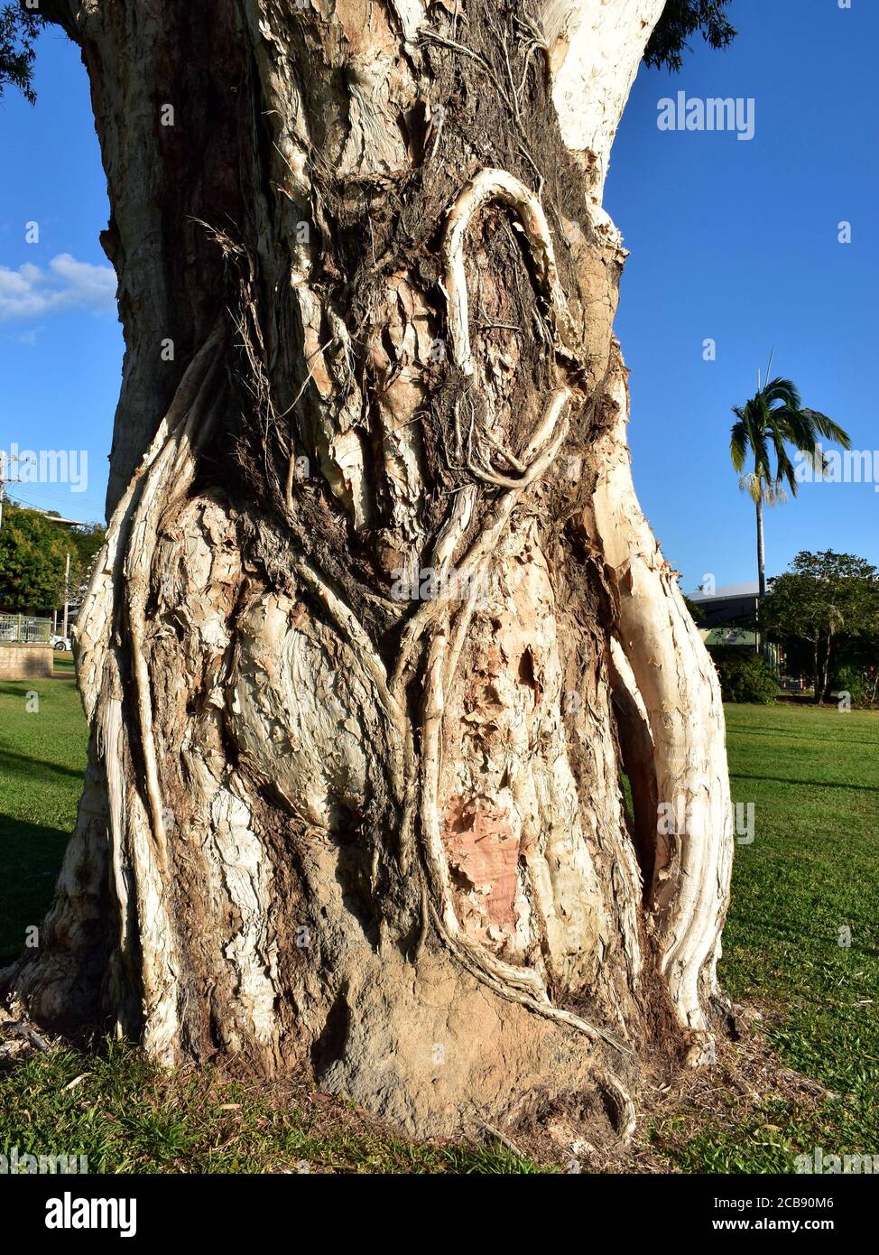 A most unusual tree trunk with lots of twisted roots and a ant's nest ...