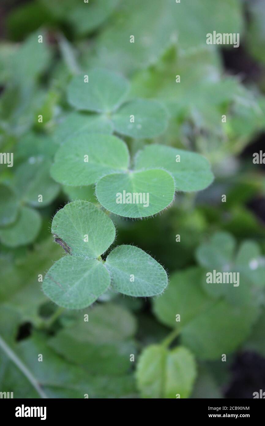Organic backyard gardening of the common clover plant, trefoil ...