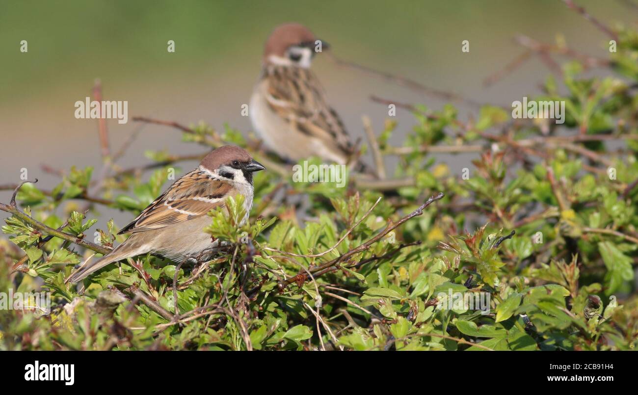 Sparrow pair hi-res stock photography and images - Alamy