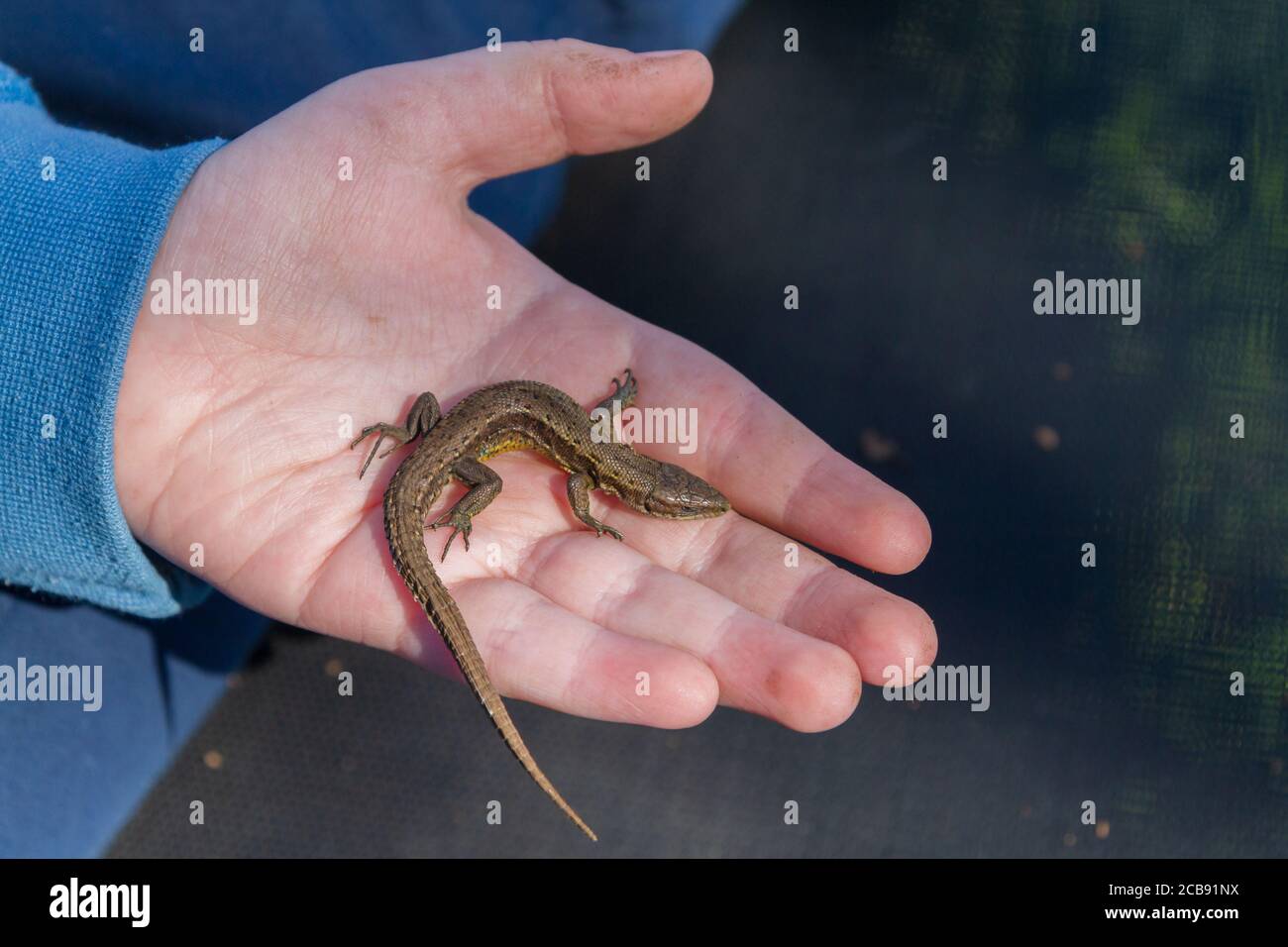 Green lizard in a child's hand in the summer on the street Stock Photo ...