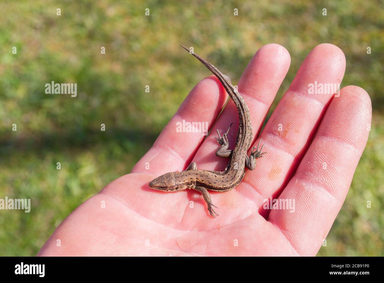 Green lizard in a man's hand in the summer on the stree Stock Photo - Alamy