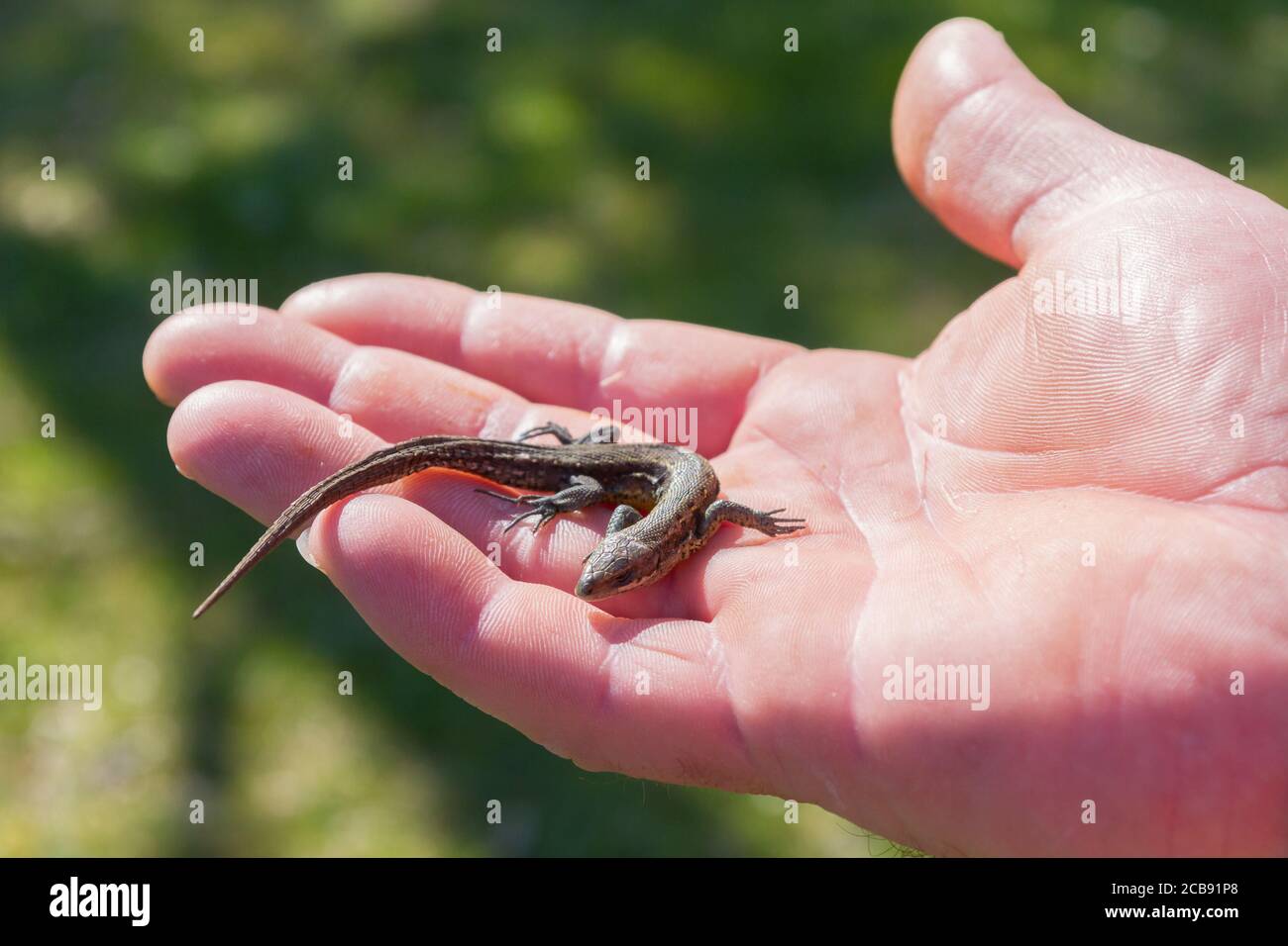 Green lizard in a man's hand in the summer on the stree Stock Photo - Alamy