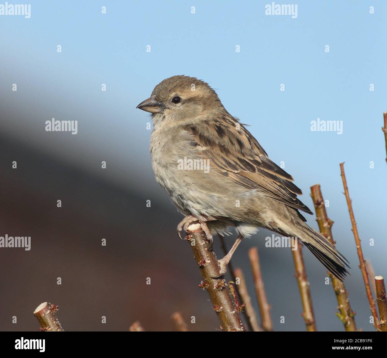 House Sparrow in a garden in Kilnsea Stock Photo - Alamy