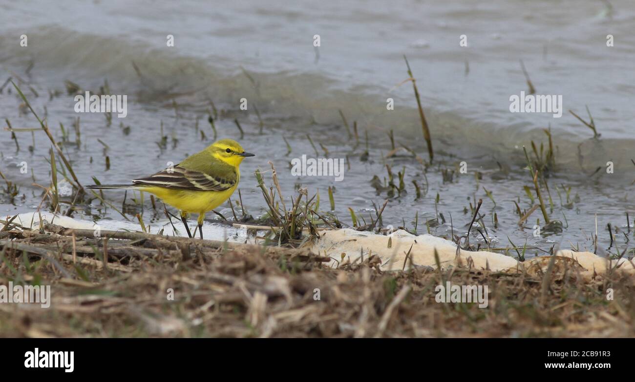A male Yellow Wagtail feeding at Kilnsea Wetlands after arriving from ...