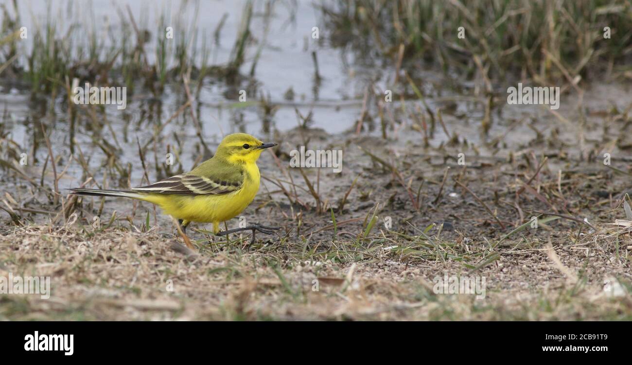 A male Yellow Wagtail feeding at Kilnsea Wetlands after arriving from ...