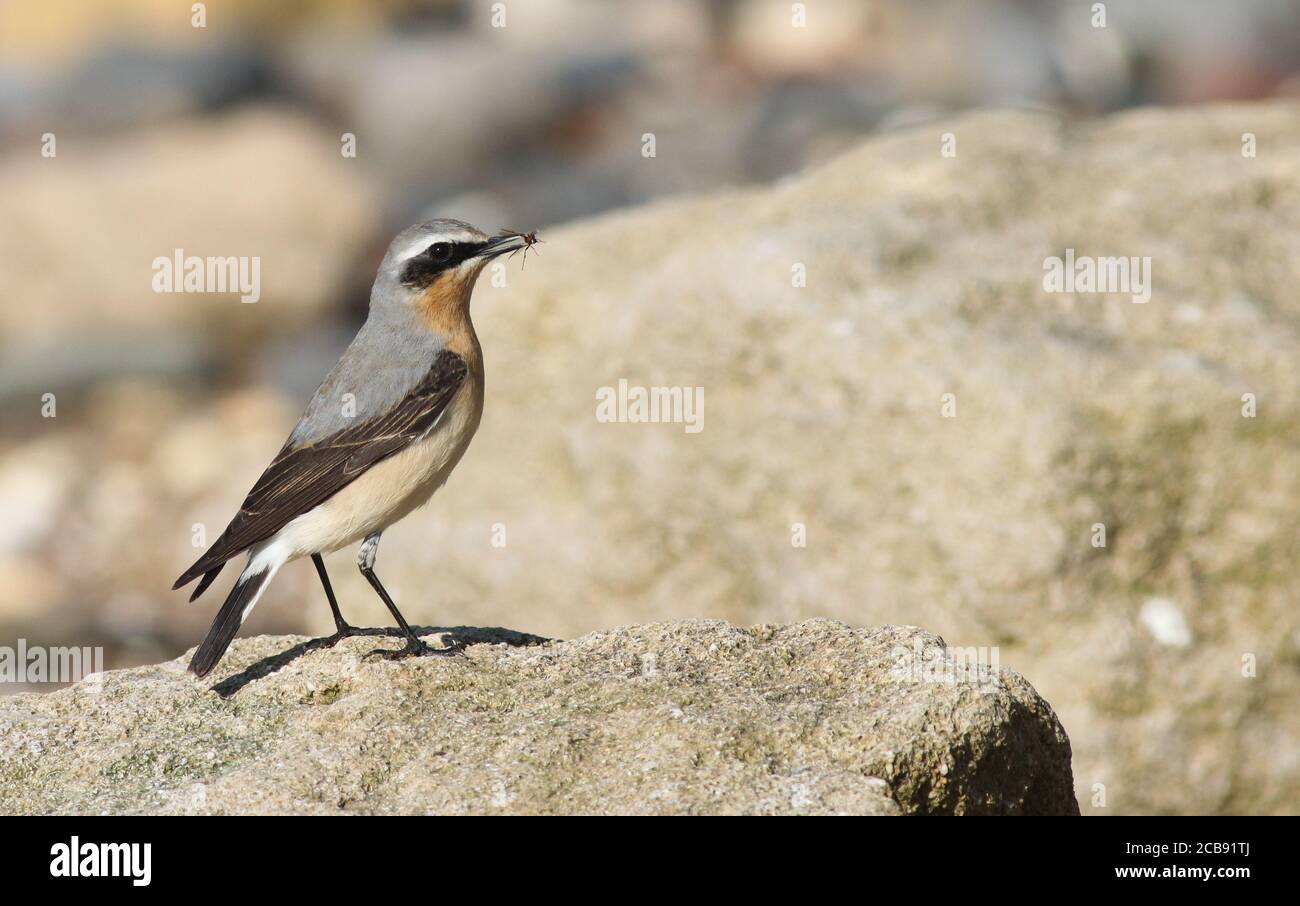 Wheatear with insects hi-res stock photography and images - Alamy