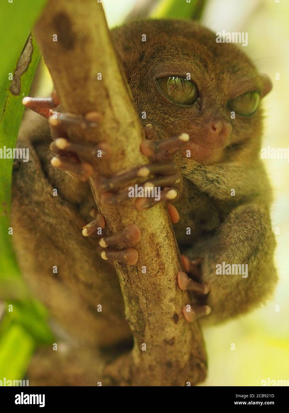 Tarsier portrait hi-res stock photography and images - Alamy