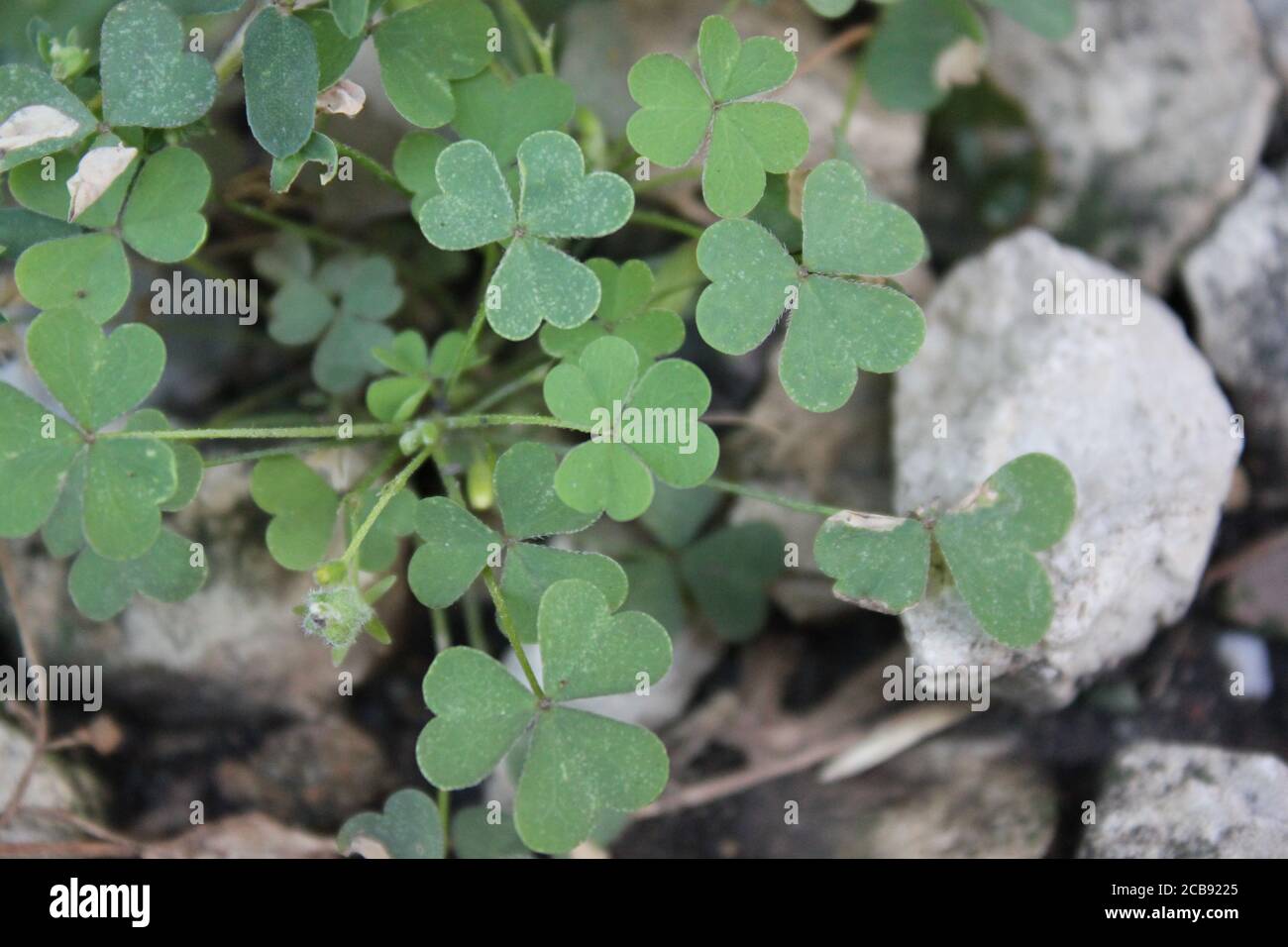 Organic backyard gardening of the common clover plant, trefoil ...
