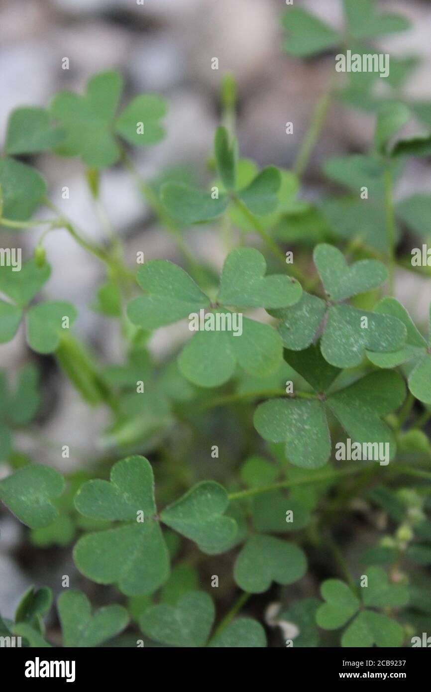 Organic backyard gardening of the common clover plant, trefoil ...
