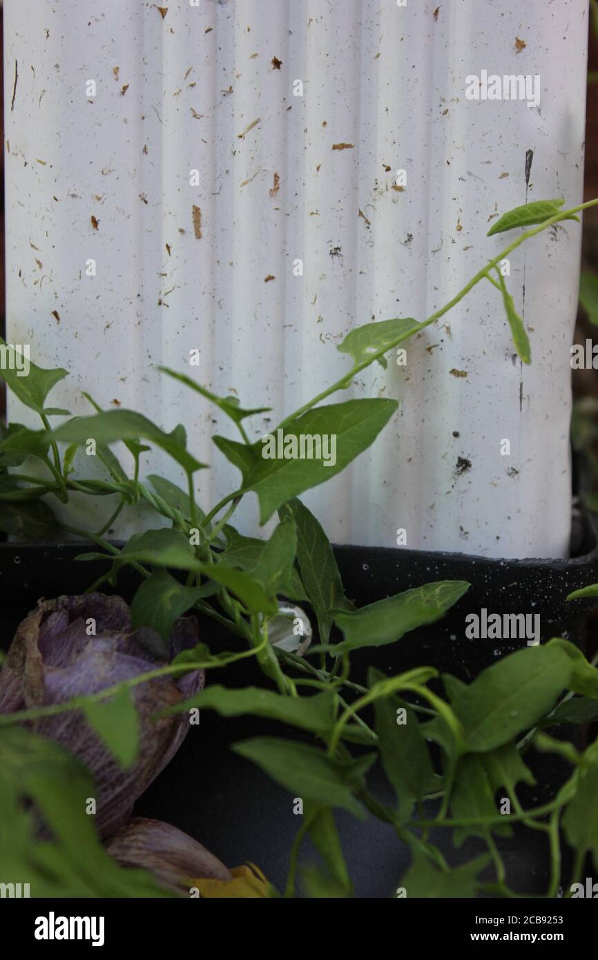 Urban pea patch hi-res stock photography and images - Alamy