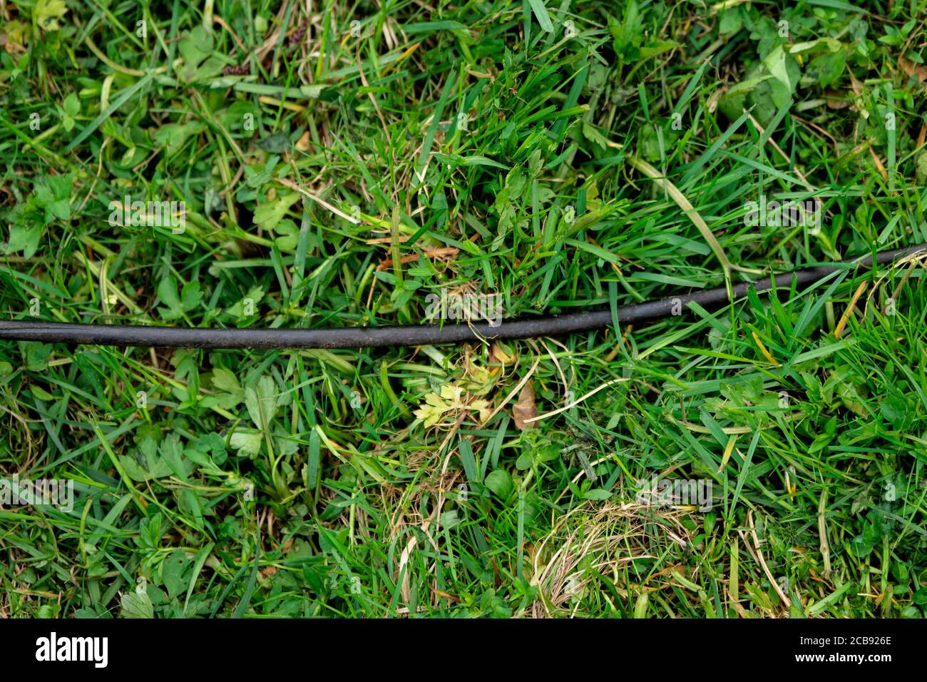 Black electric cable lying in the grass during lawn mowing Stock Photo ...
