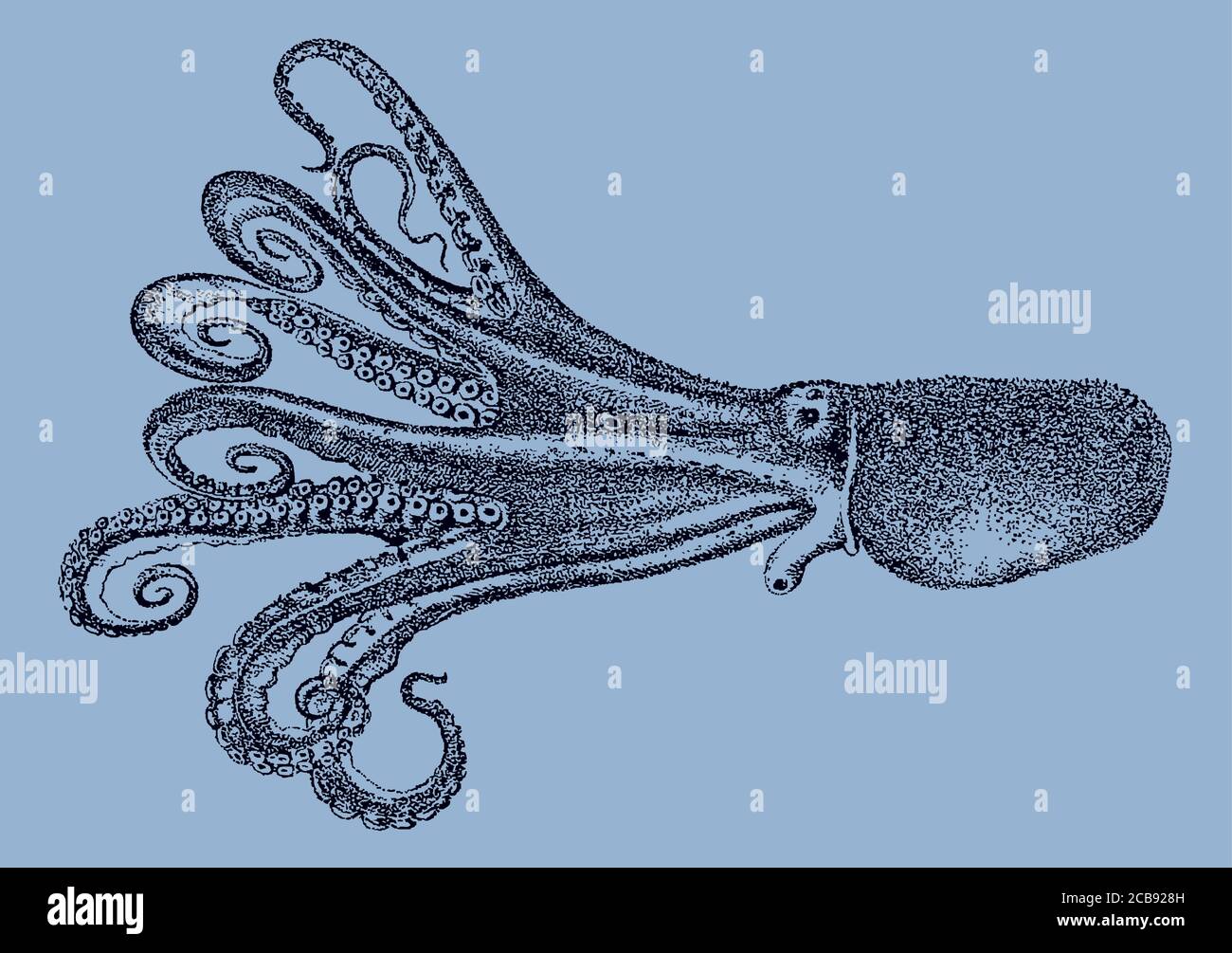 Webfoot octopus, amphioctopus fangsiao from the Pacific Ocean in side ...