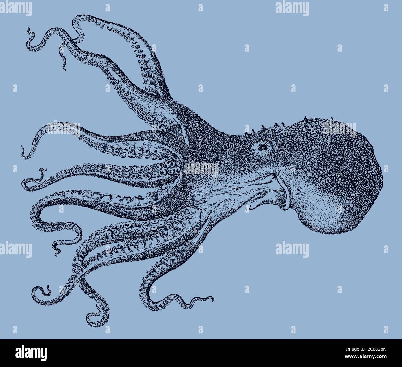 Pale octopus, octopus pallidus from the Southwest Pacific in side view ...