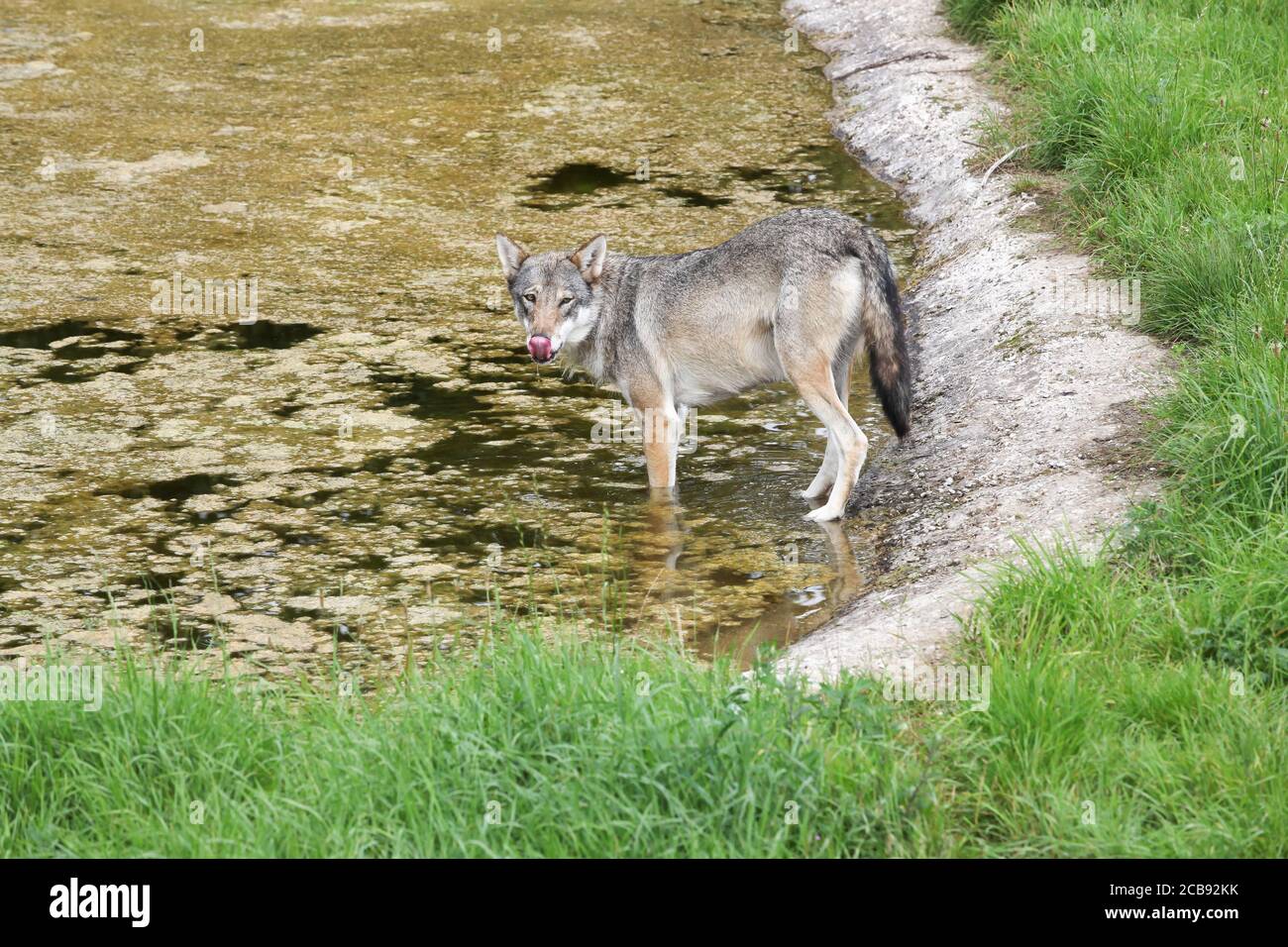 Wolf walking in the water Stock Photo - Alamy