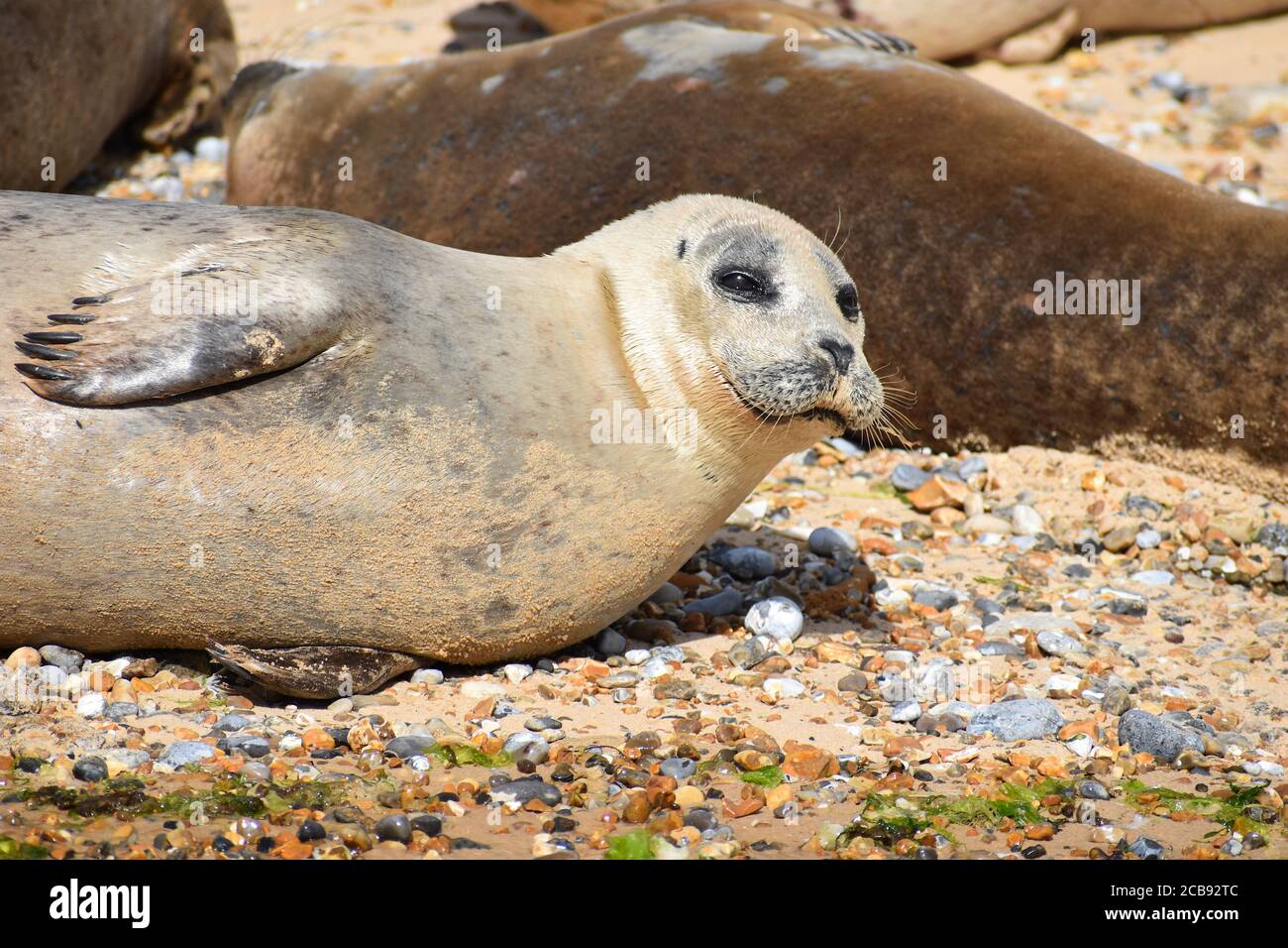 Norfolk seal colony Common seals smaller in size with shorter concave ...