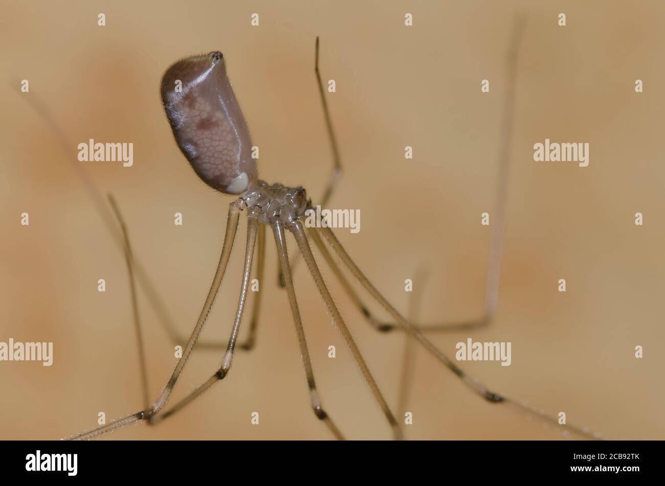 Pholcus sp hi-res stock photography and images - Alamy