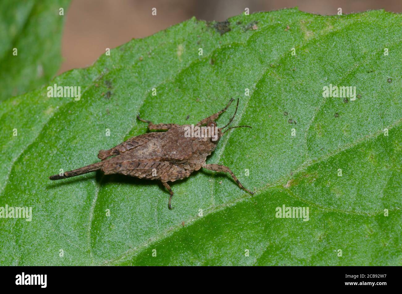 Tetrigidae hi-res stock photography and images - Alamy