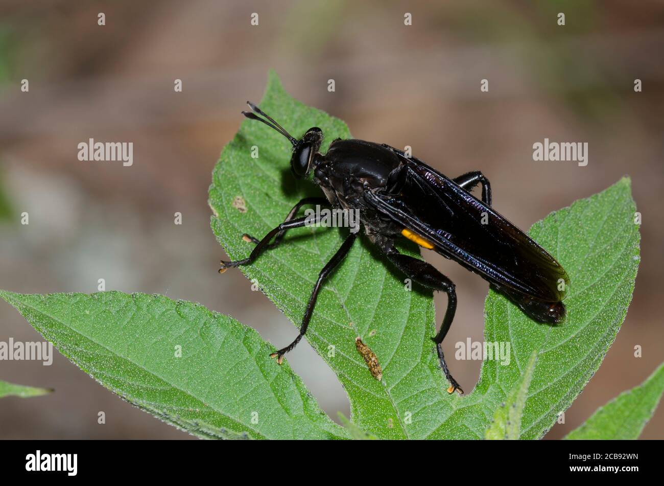 Mydas Fly, Mydas clavatus Stock Photo - Alamy