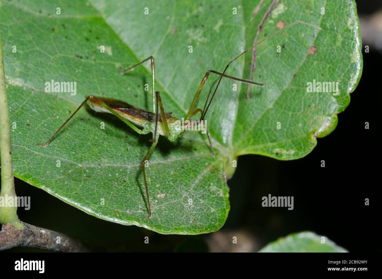 Zelus luridus hi-res stock photography and images - Alamy