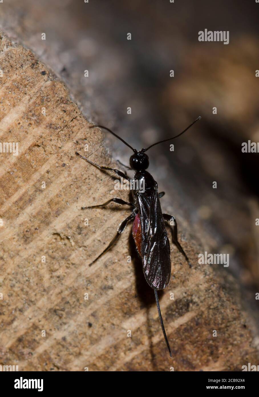 Braconid wasp atanycolus sp hi-res stock photography and images - Alamy