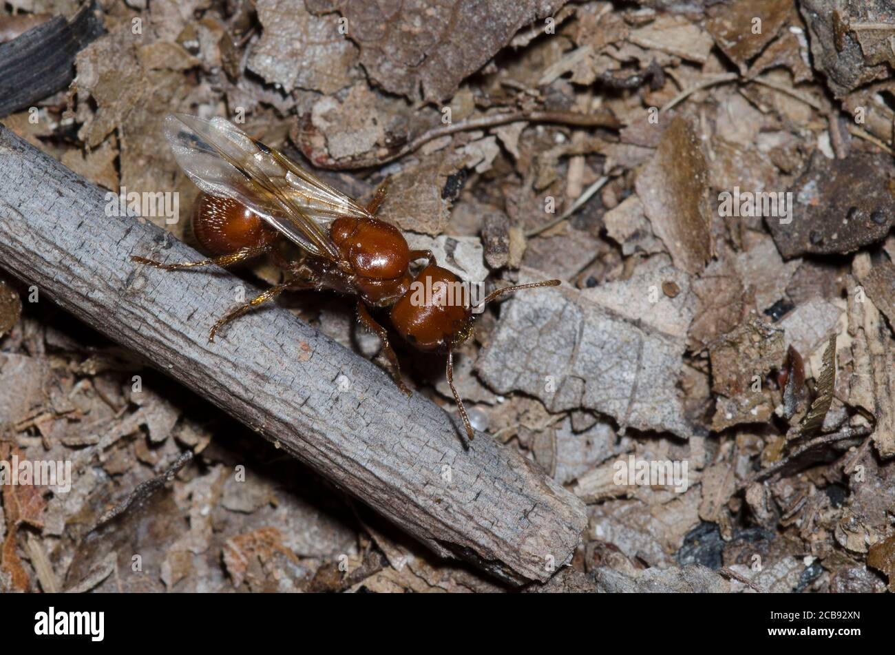 Winged ant hi-res stock photography and images - Alamy