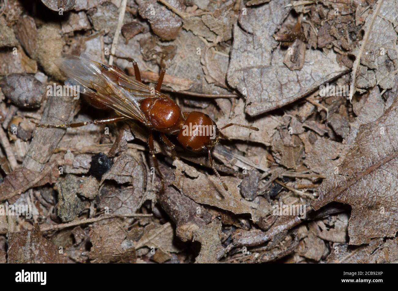 Winged ant hi-res stock photography and images - Alamy