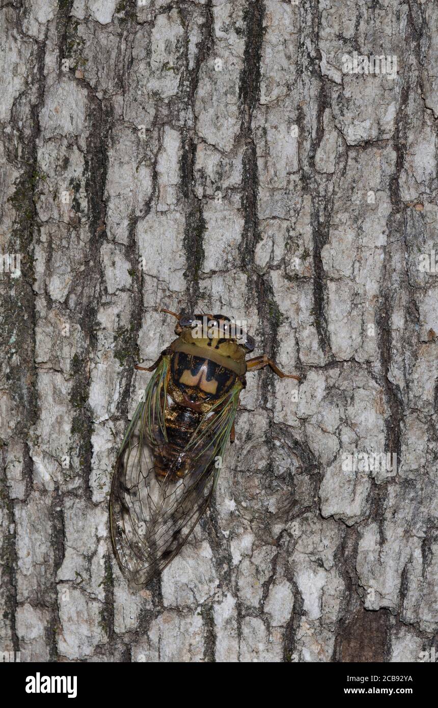 Western Dusk Singing Cicada, Megatibicen resh Stock Photo - Alamy
