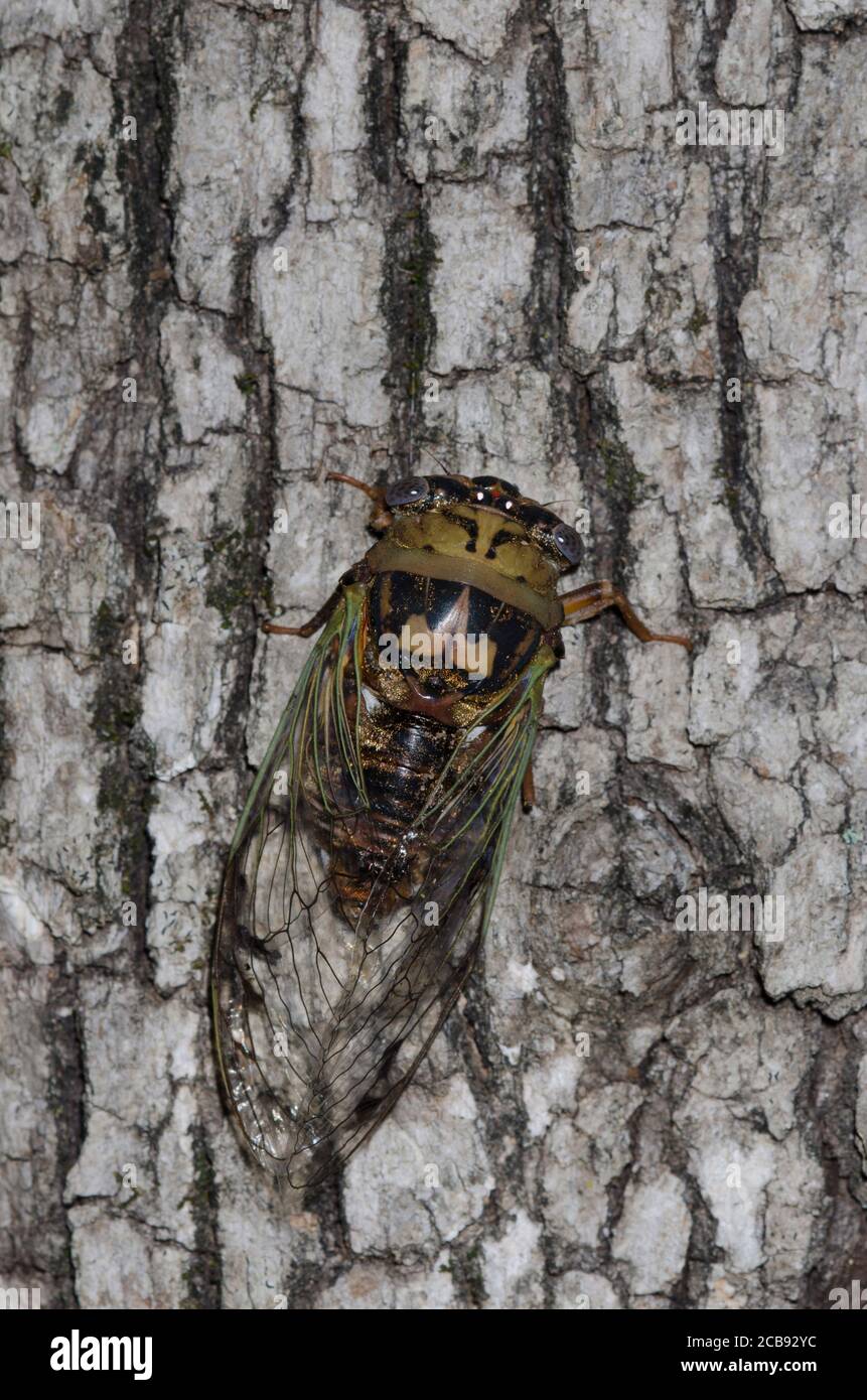 Western Dusk Singing Cicada, Megatibicen resh Stock Photo - Alamy