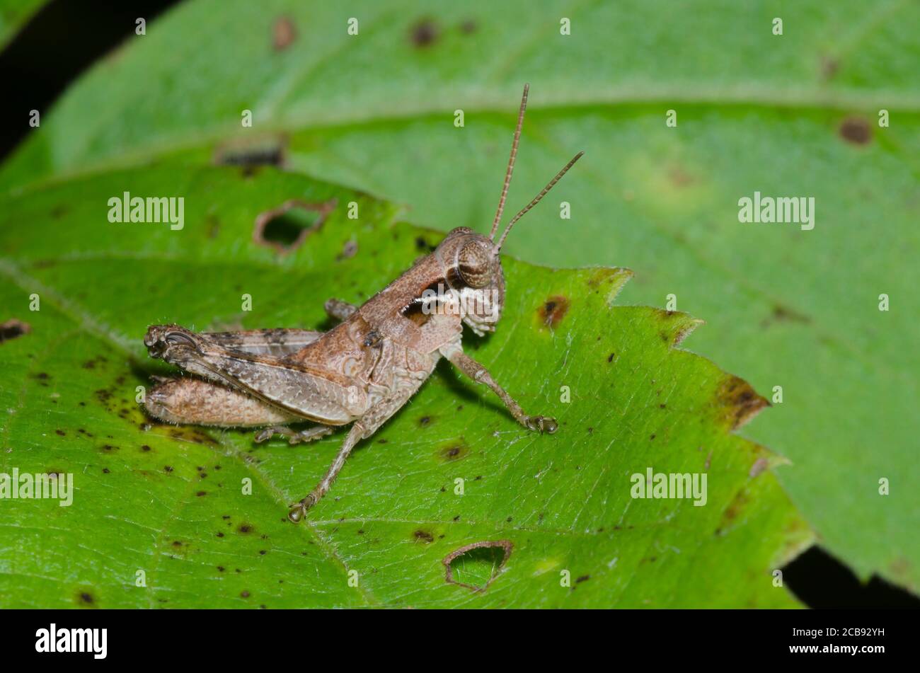 Spur-throated Grasshopper, Melanoplus sp., nymph Stock Photo - Alamy