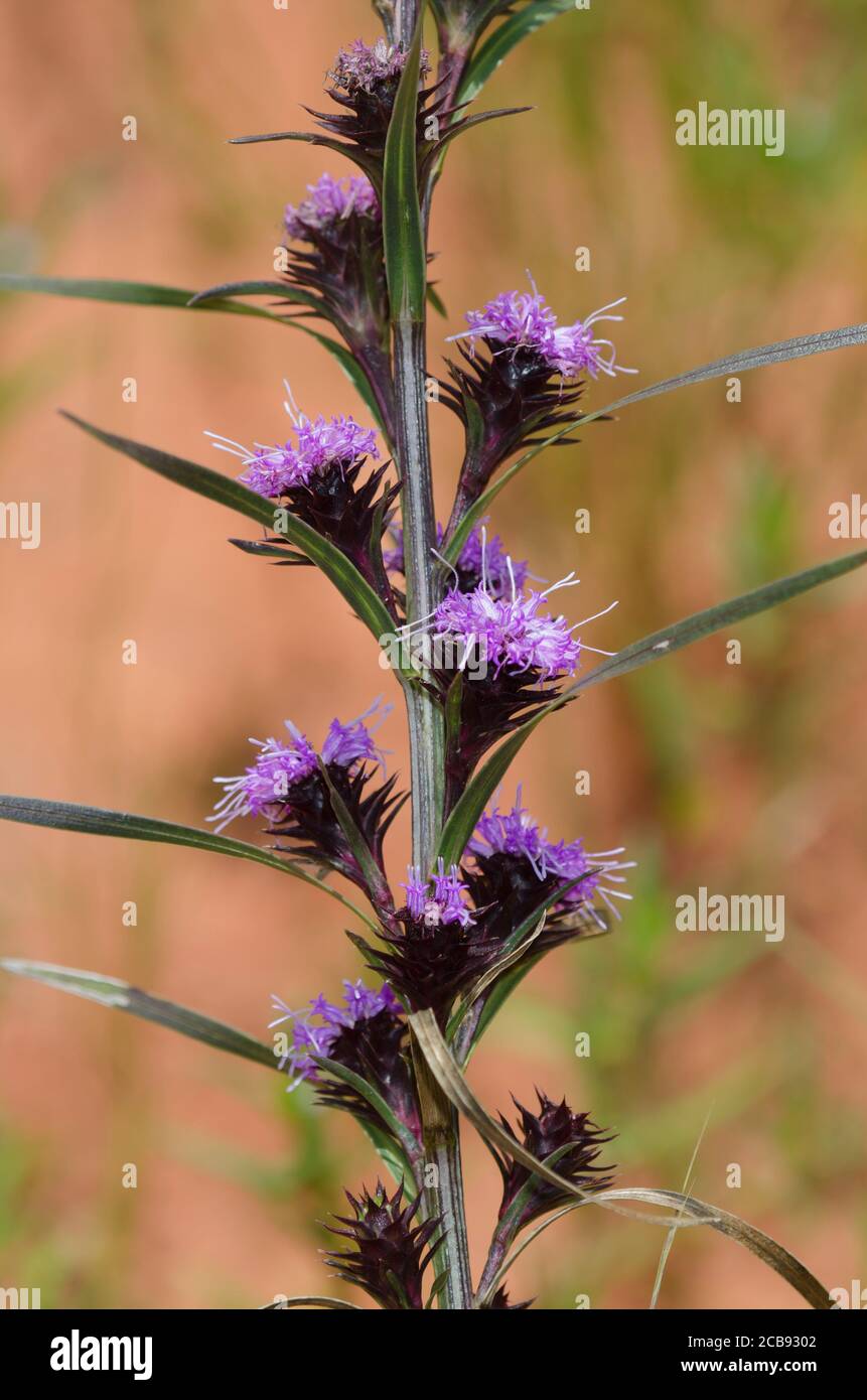 Scaly Blazing Star, Liatris squarrosa Stock Photo - Alamy