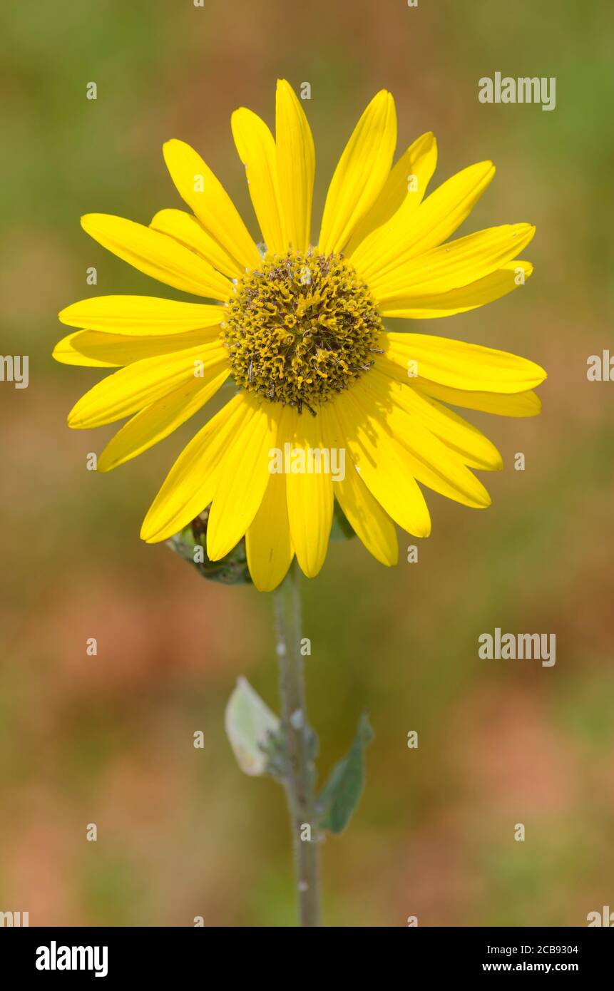 Ashy Sunflower, Helianthus mollis Stock Photo - Alamy