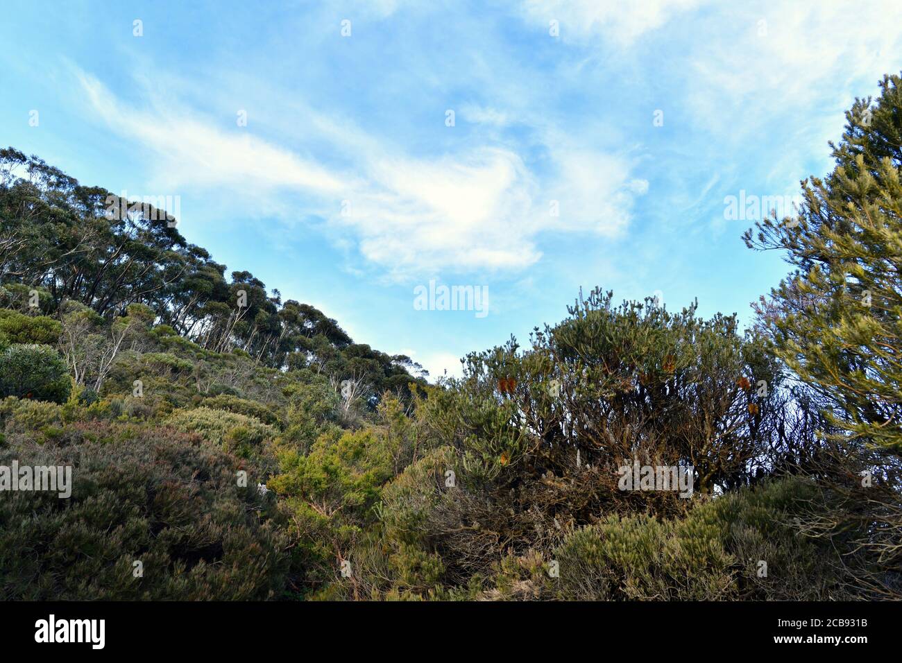 A view of dense forest by Landslide Lookout in Katoomba, Australia ...