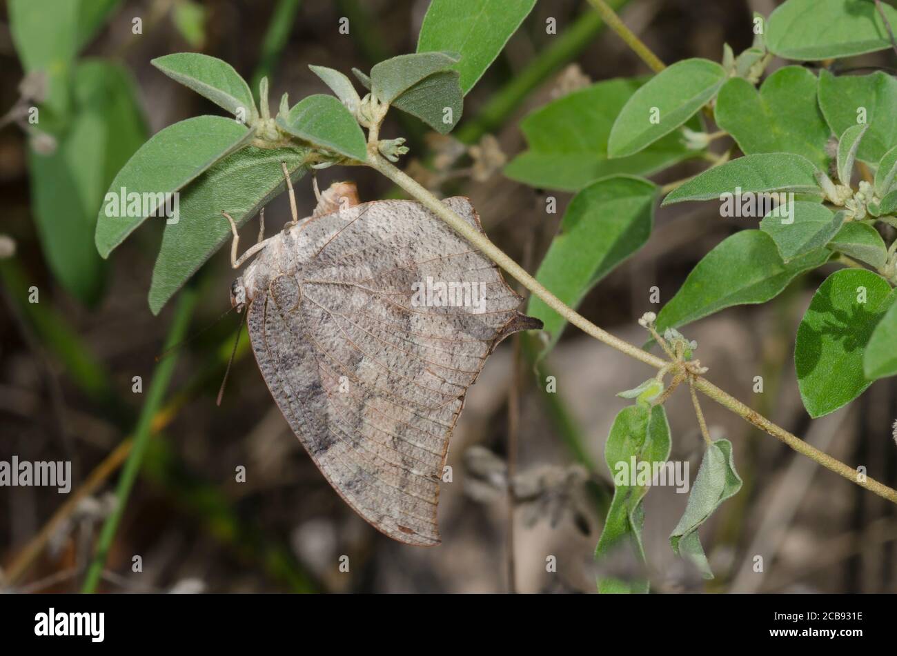 Goatweed Leafwing, Anaea andria, female ovipositing on Prairie Tea ...