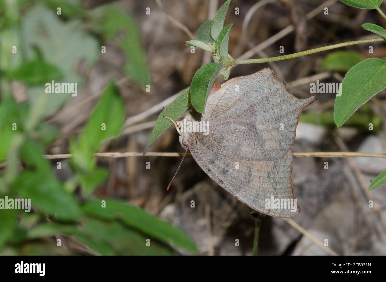 Goatweed Leafwing, Anaea andria, female ovipositing on Prairie Tea ...