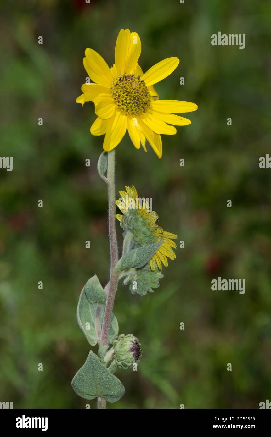 Downy sunflower hi-res stock photography and images - Alamy