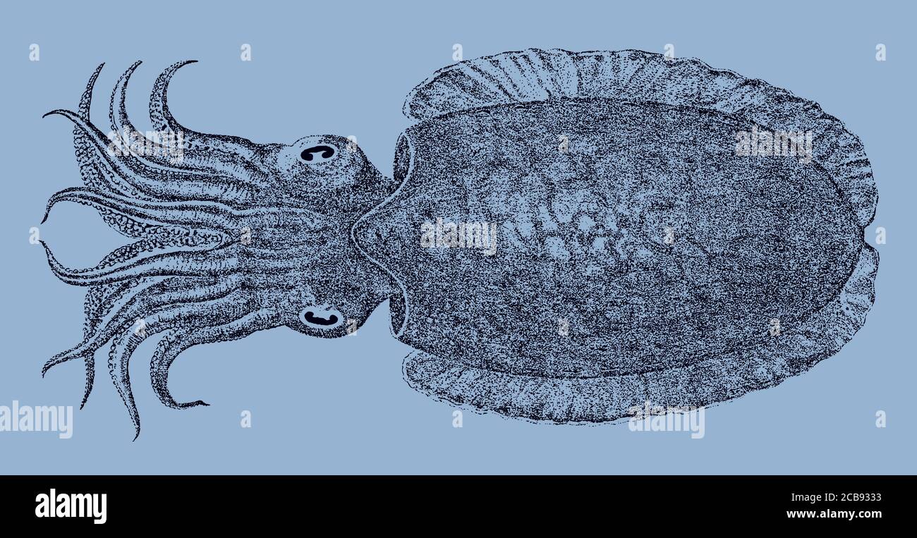 Cuttlefish Illustration