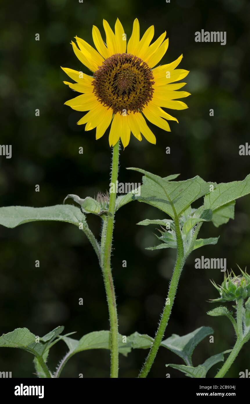 Common Sunflower, Helianthus annuus Stock Photo - Alamy