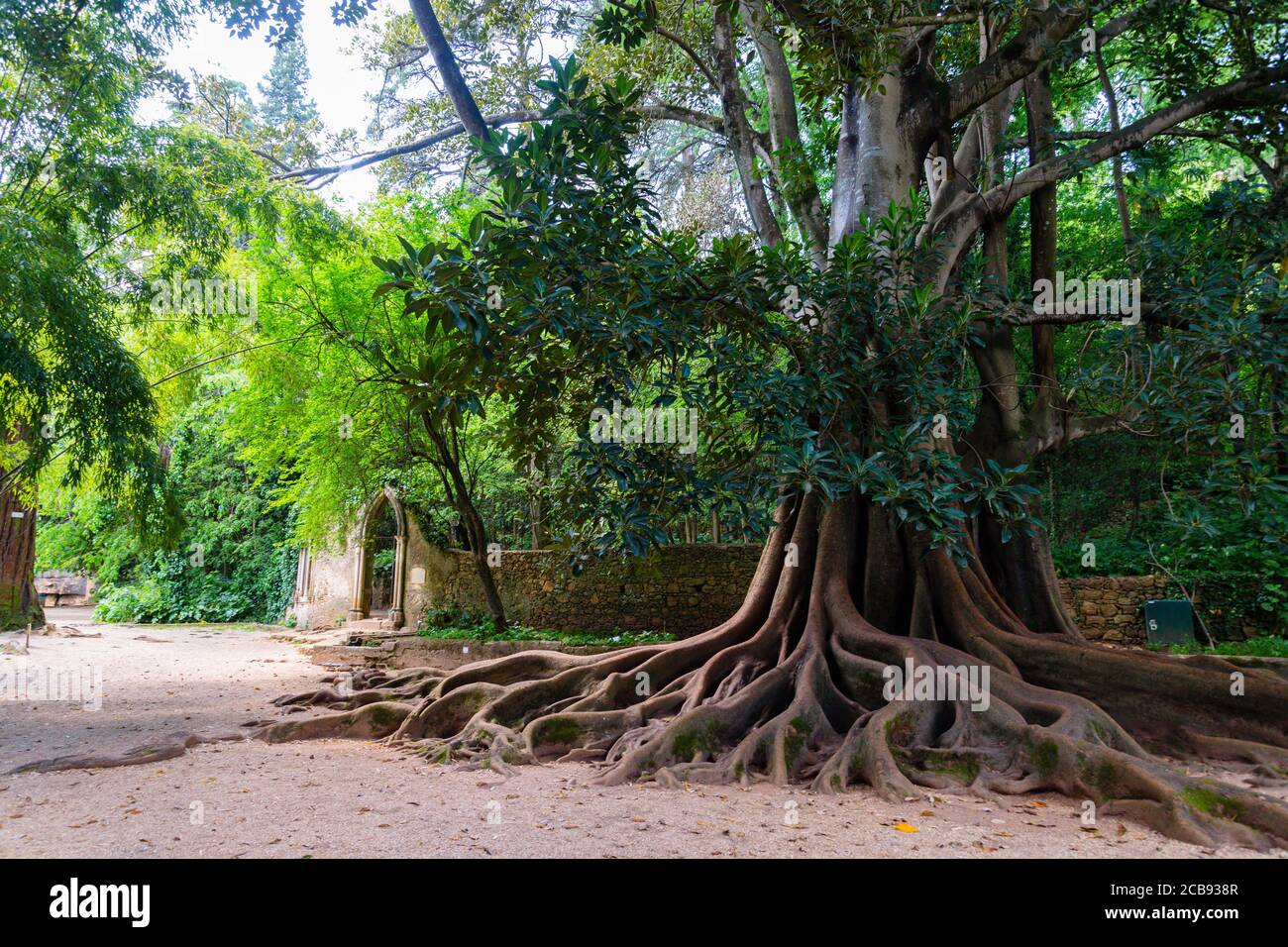 Tree with its long roots on the ground Stock Photo - Alamy