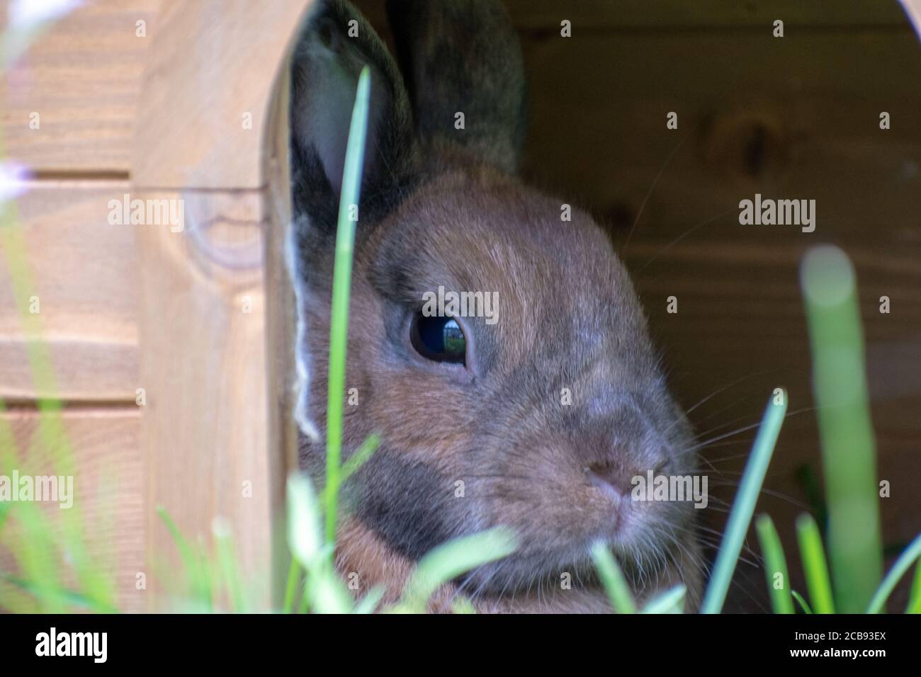 Selective focus shot of a cute bunny in a burrow Stock Photo - Alamy