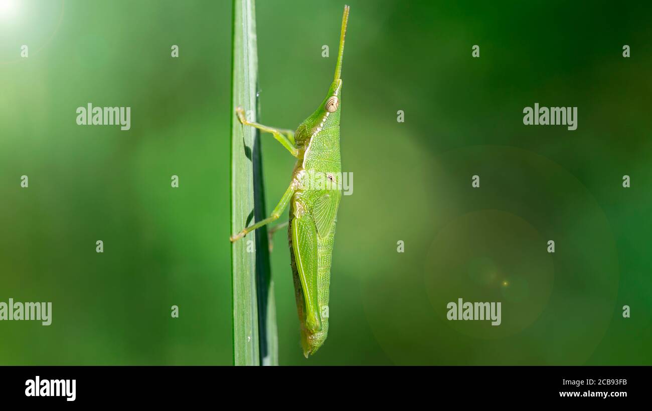 Unicorn grasshopper hi-res stock photography and images - Alamy