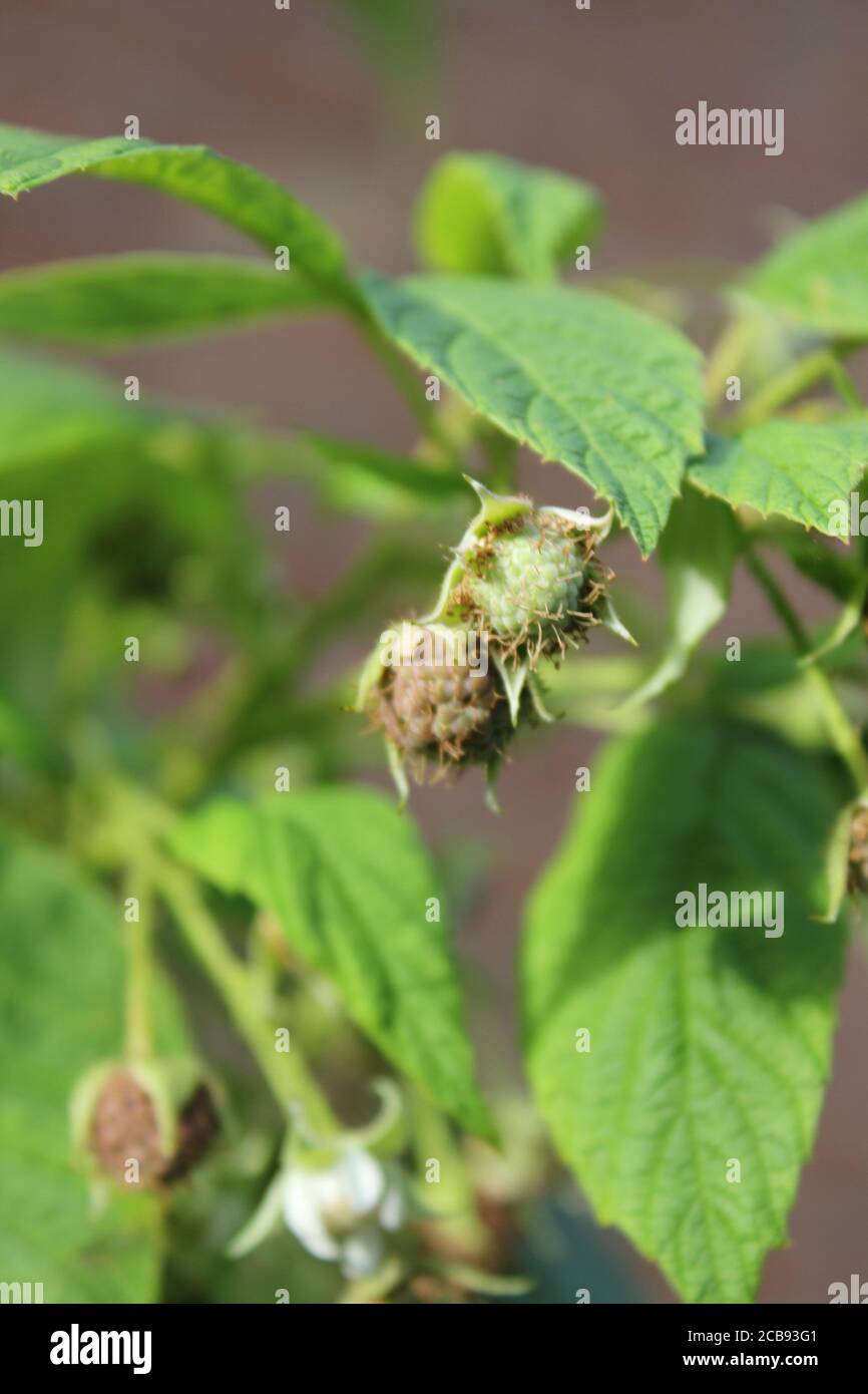 Organic backyard urban gardening of the blossoming raspberry plant ...