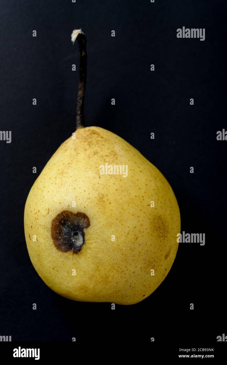 rotten snow pear on black background Stock Photo - Alamy