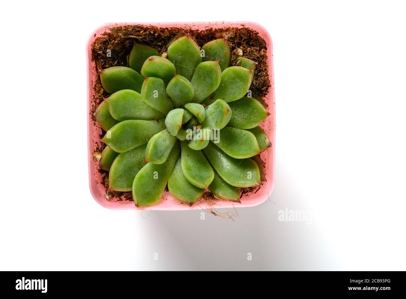 top view pot of green succulent plant on a white background Stock Photo ...