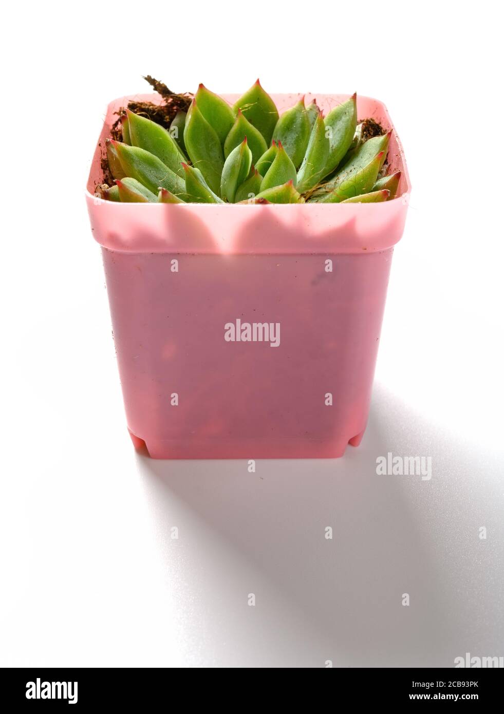 side view pot of green succulent plant on a white background Stock ...