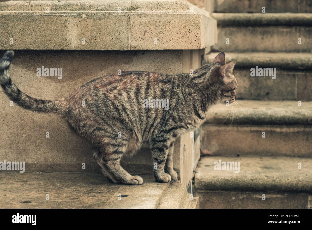 Cats face with brick wall background hi-res stock photography and ...