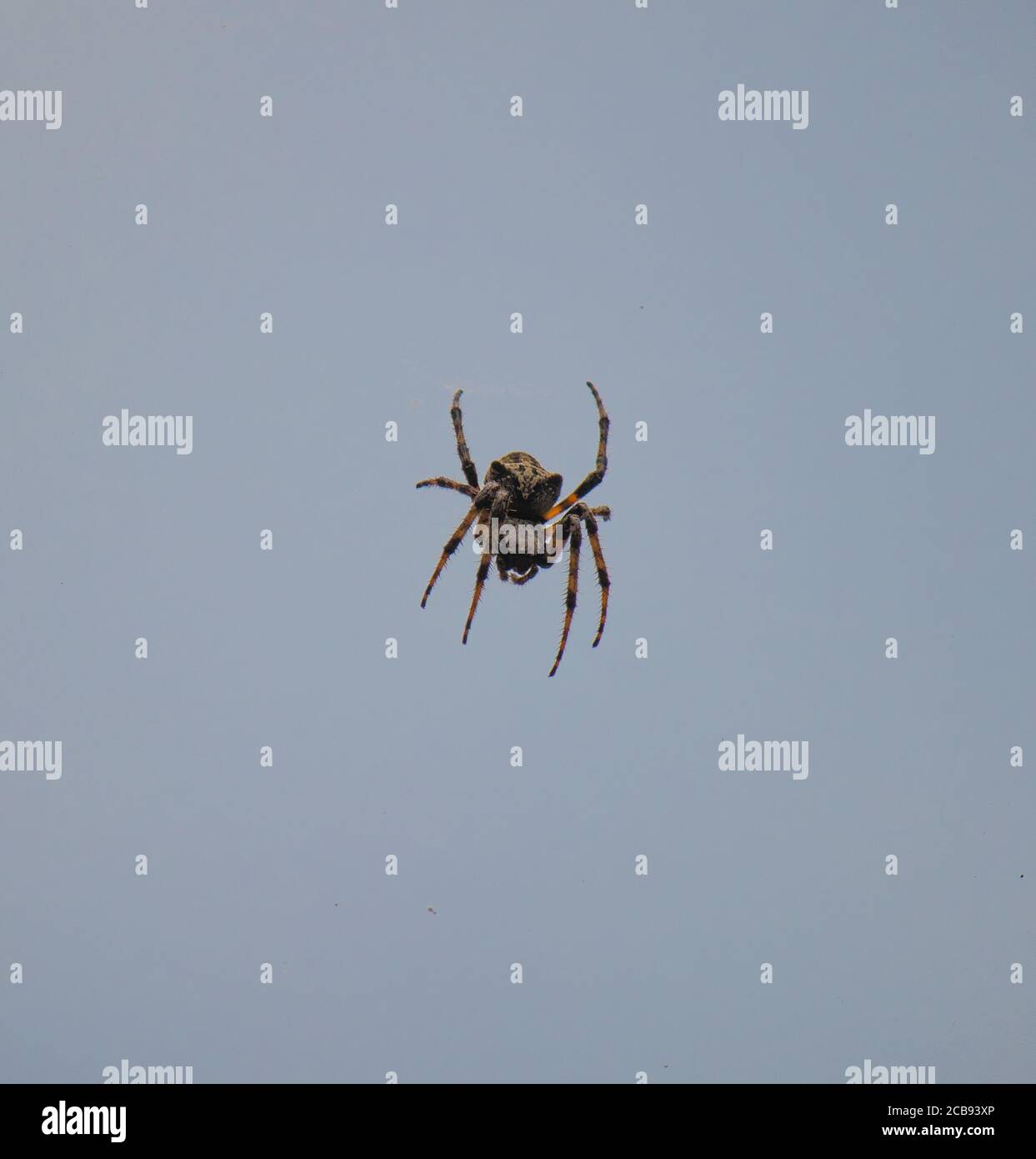 Scary looking big spider on a cobweb in a croatian forest on the island ...