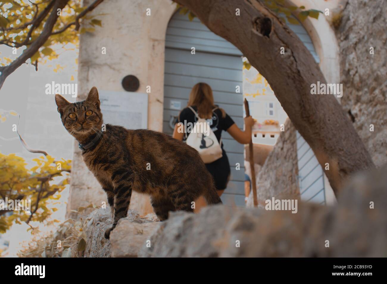 Spooky looking cat standing on a stone wall in the Blaca area on Brac ...