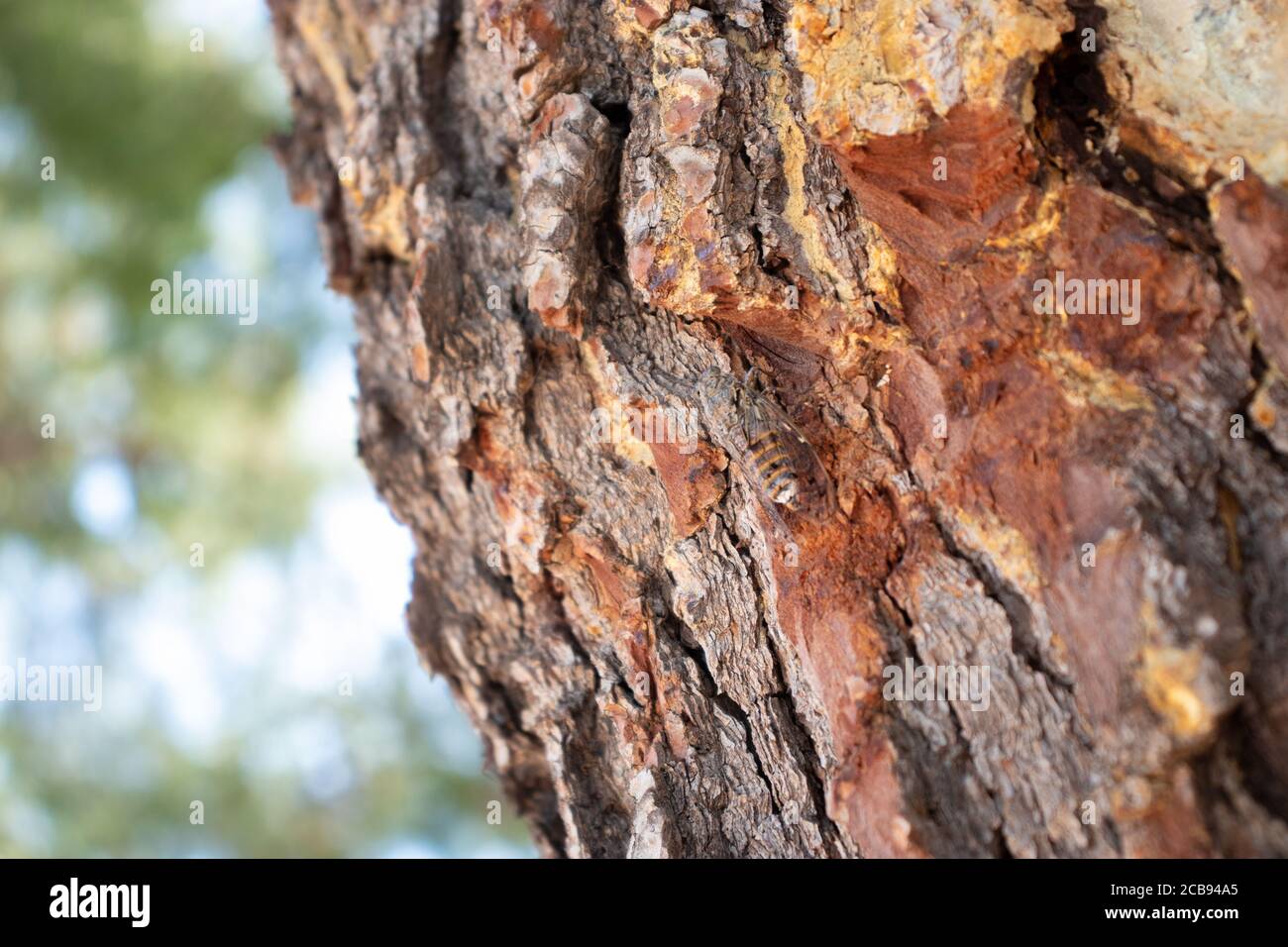 Single large bee on the bark of a brown tree, closeup view Stock Photo ...