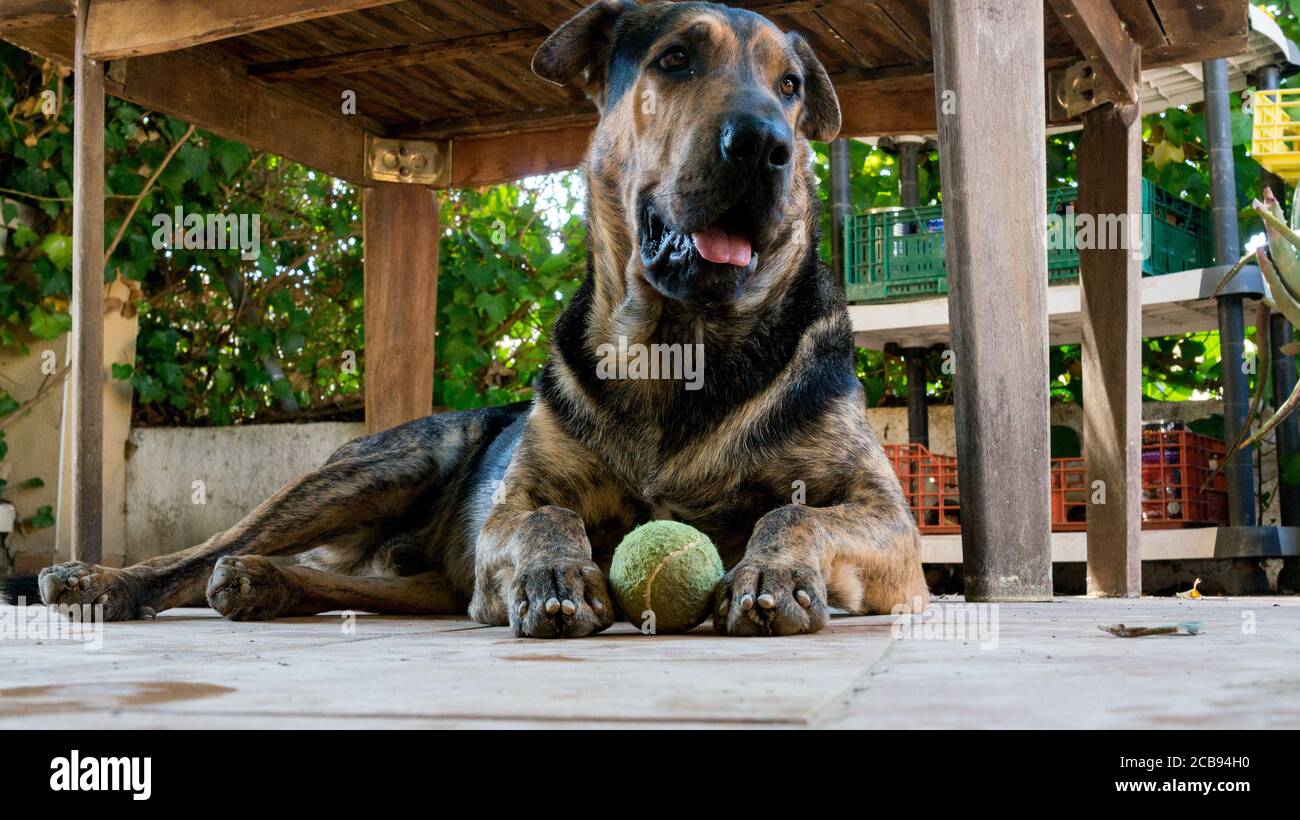 Funny table tennis hi-res stock photography and images - Alamy